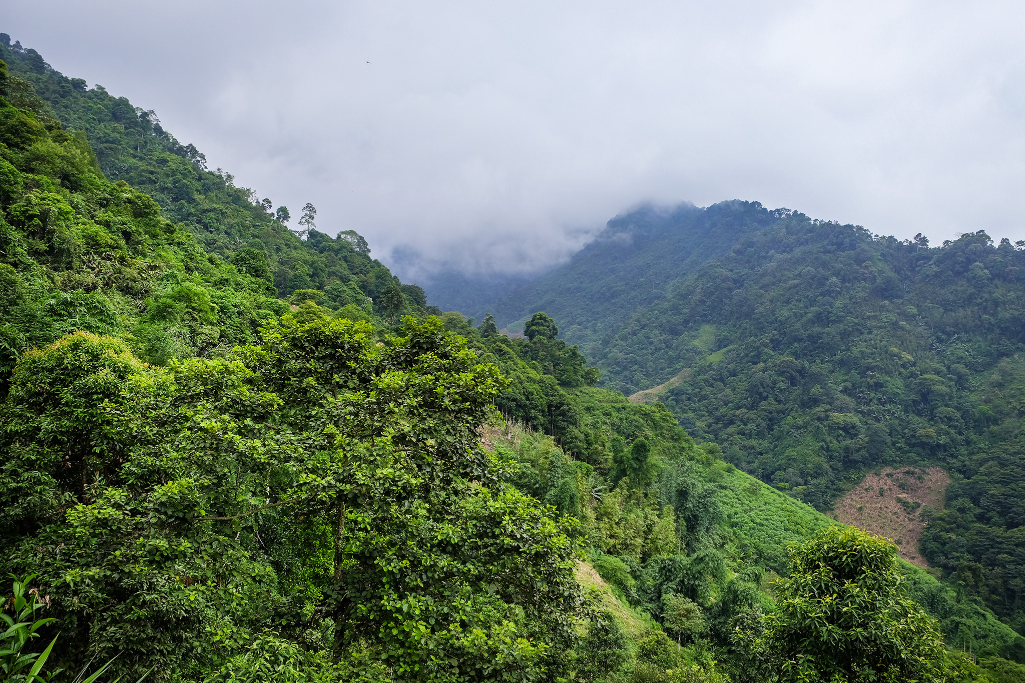 Economic opportunities and sustainable management of natural forests in ...