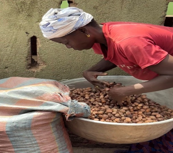 Ghana’s shea parkland restoration puts women at the heart of climate ...